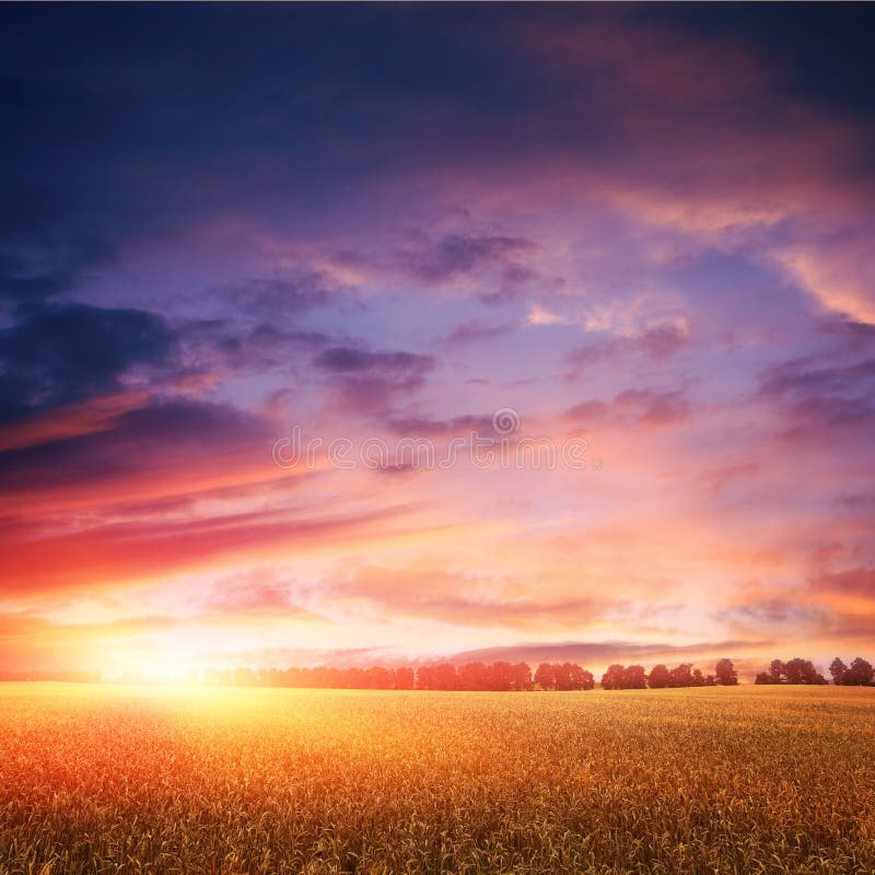 7,095 Sunset Over Wheat Field Stock Photos - Free & Royalty-Free Stock ...