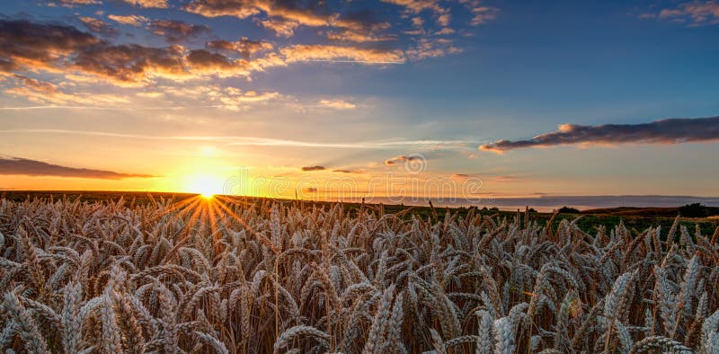 Sunset over a wheat field stock photo. Image of evening - 45152408