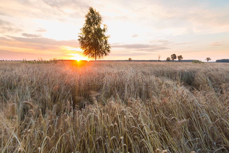 Sunset over wheat field stock photo. Image of corn, golden - 63701220