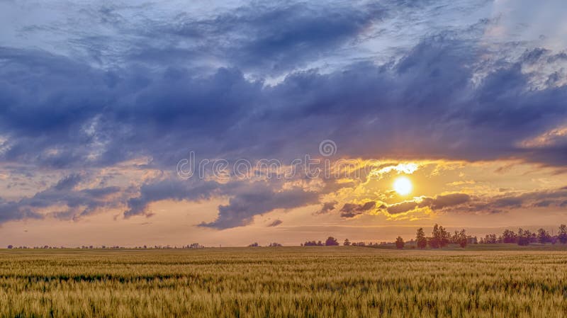Sunset Over Wheat Field. Blue Sky and Sun Over the Field Stock Image ...
