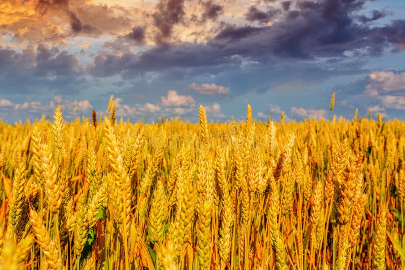 Sunset over wheat field stock photo. Image of harvest - 142671654