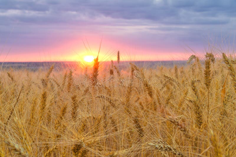 Sunset over wheat stock photo. Image of ears, beauty - 32299856