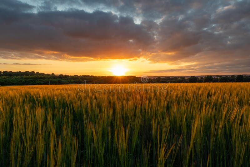 The Sunset Over Wheat Field in Germany Stock Photo - Image of sunlight ...