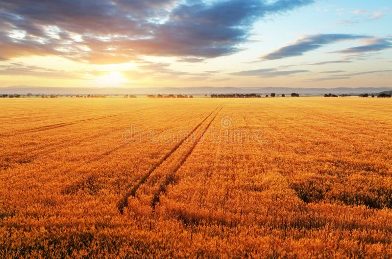 Sunset over wheat field stock photo. Image of natural - 32253030