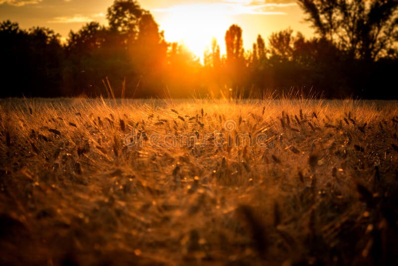 Crop field at golden hour stock image. Image of sunset - 137257727
