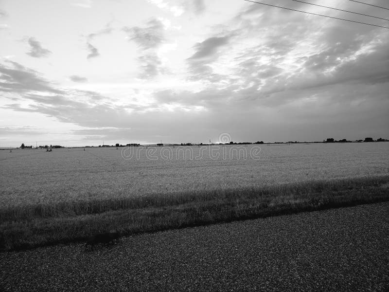 Sunset Over Wheat Field in Grayscale Stock Photo - Image of wheat ...