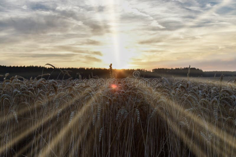 The Sunset Over the Wheat Field, Long Backlight Sunlight. Stock Image ...
