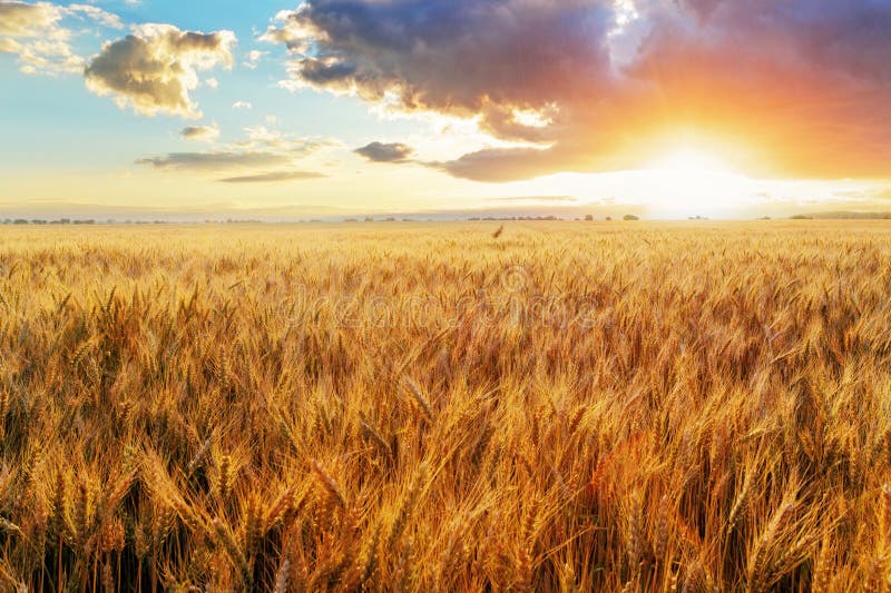 8,921 Sunset Over Wheat Field Stock Photos - Free & Royalty-Free Stock ...
