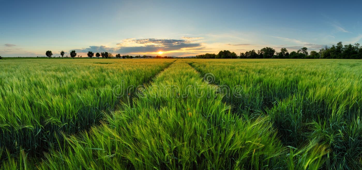 8,921 Sunset Over Wheat Field Stock Photos - Free & Royalty-Free Stock ...