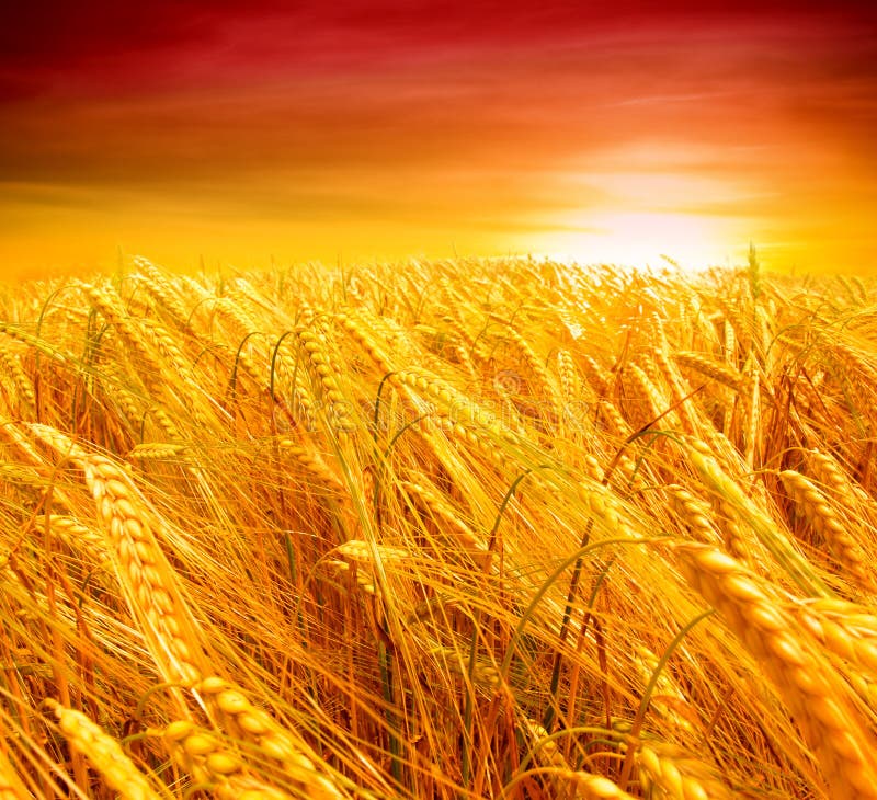 Sunset over wheat field stock image. Image of dawn, light - 55121261