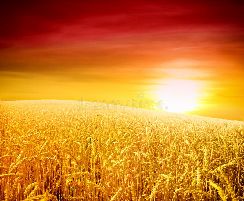 7,095 Sunset Over Wheat Field Stock Photos - Free & Royalty-Free Stock ...