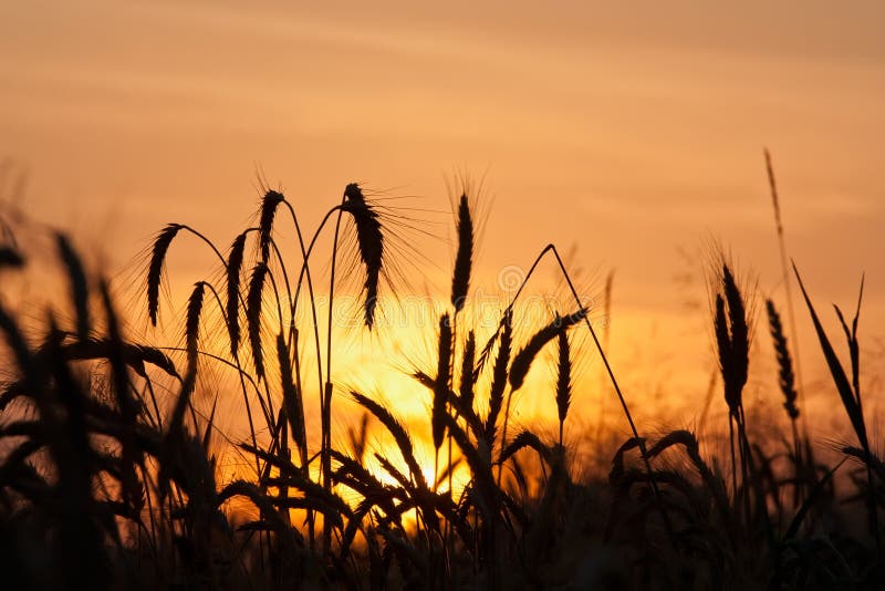 Sunset over wheat field stock image. Image of growth - 32601909