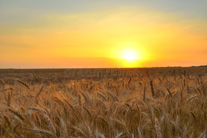 Sunset over wheat stock photo. Image of ears, beauty - 32299856