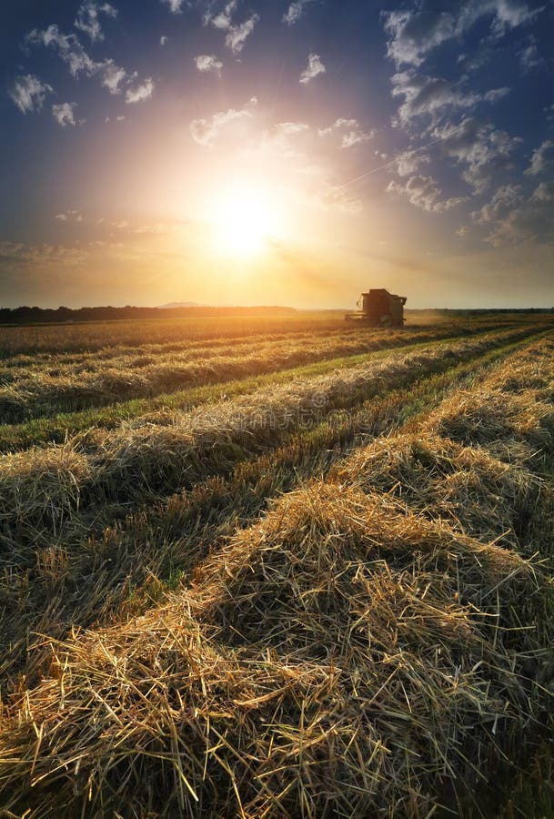 7,147 Sunset Over Wheat Field Stock Photos - Free & Royalty-Free Stock ...