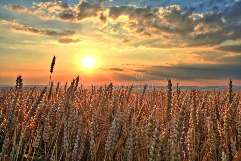 Sunset over wheat field stock image. Image of horizon - 34365295