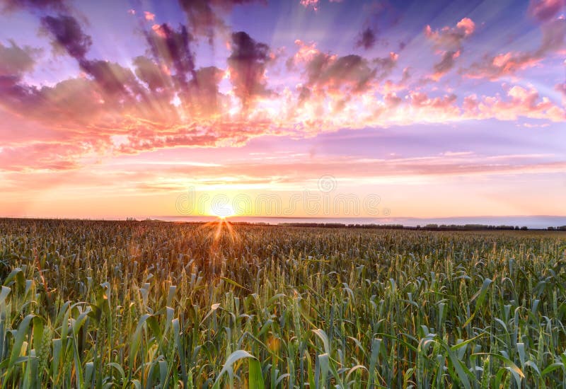Sunset Over Wheat Field Sun Rays. Stock Photo - Image of fall, outdoor ...