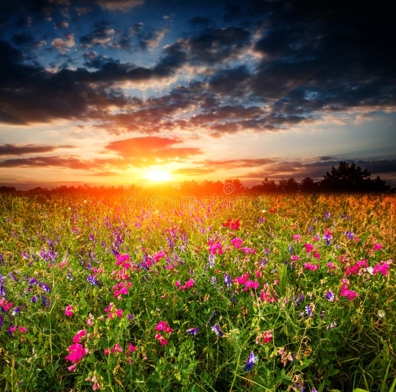 Sunset on flowers meadow stock photo. Image of infinity - 19991802