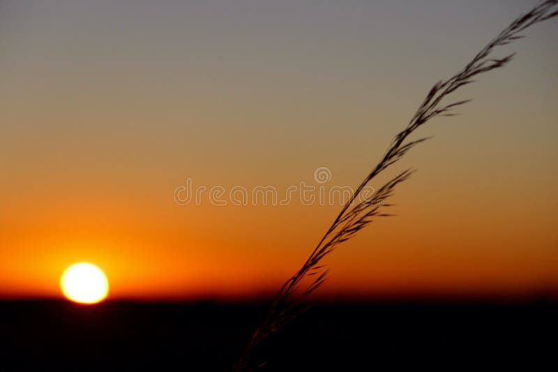 Sunset in a paddock stock photo. Image of morning, sunset - 48923488