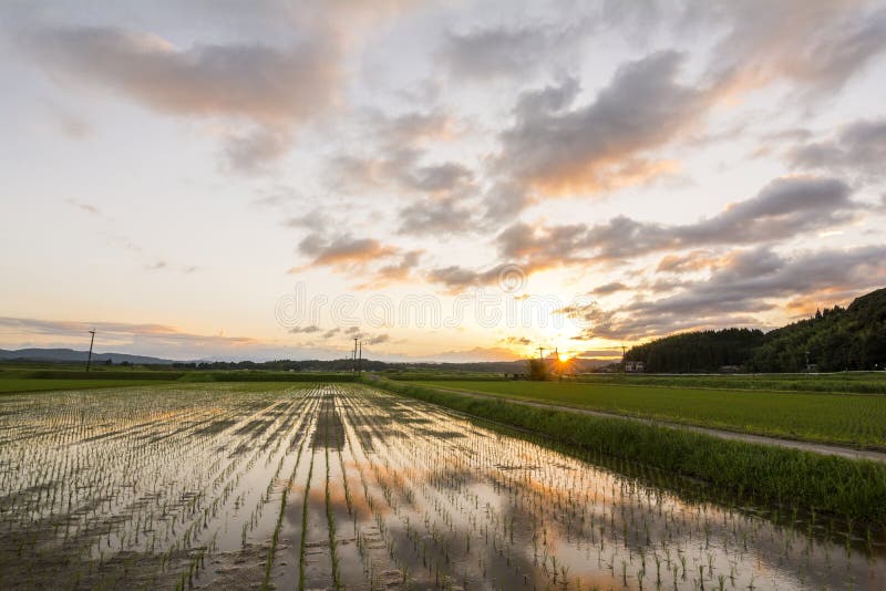 Paddy field and islets stock image. Image of agriculture - 66978647