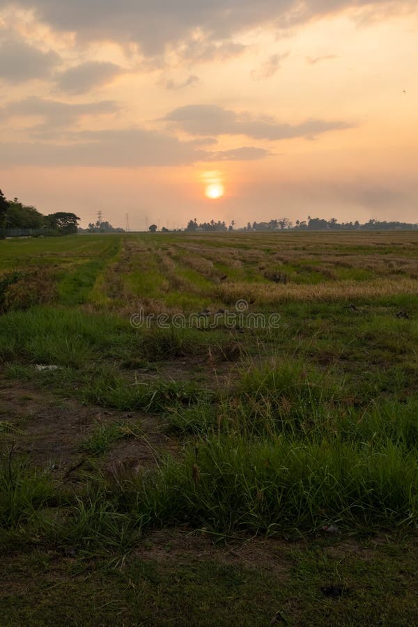 Sunset at Paddy Field stock photo. Image of green, padi - 175574980
