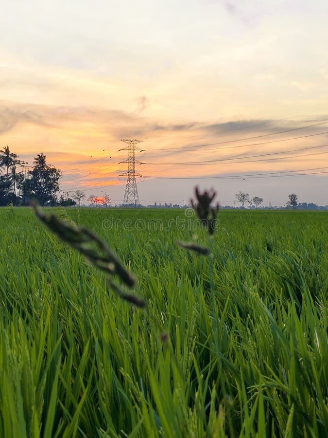 Sunset paddy tree and bird stock image. Image of tree - 358668139