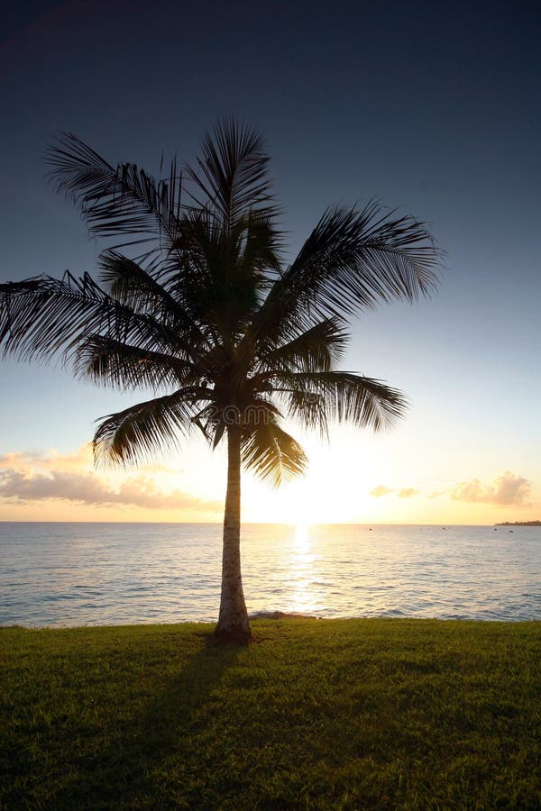 Colored Lights on Palm Tree. Stock Image - Image of decorative, ocean ...