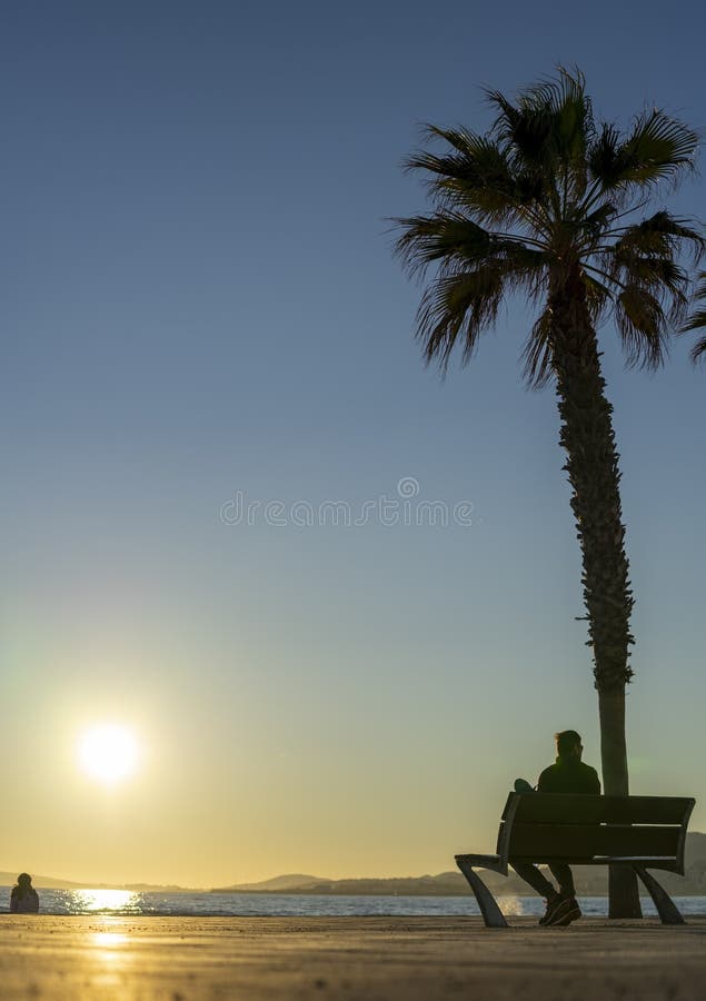 Palm trees backlit stock photo. Image of sunlight, summer - 171073942