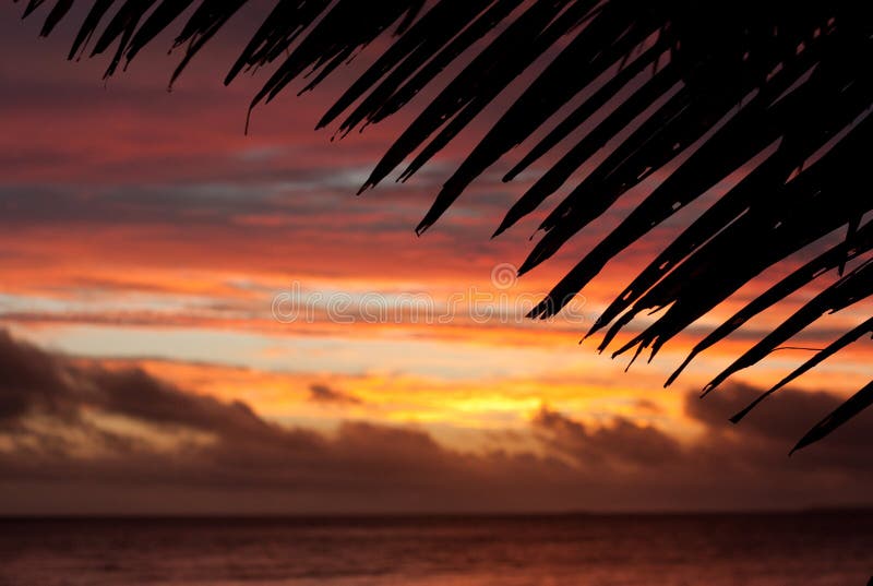 A Sunset and a Palm Tree in Tonga Stock Photo - Image of sand, white ...