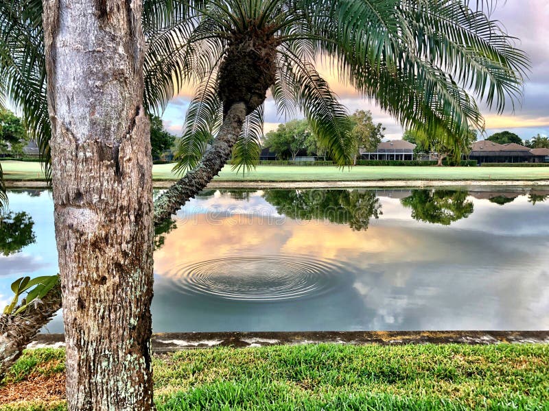 Sunset and Palm Trees on the Island Stock Photo - Image of nature ...