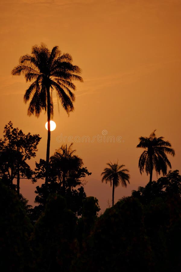 Sunset with palm trees editorial stock image. Image of palmtree - 117864884