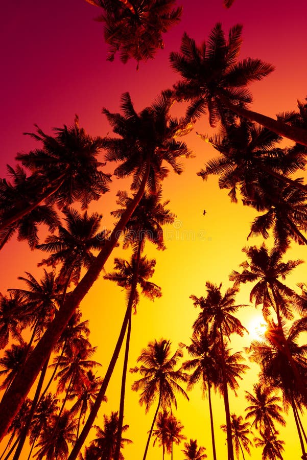 Sunset with Palm Trees Silhouettes Stock Photo - Image of orange ...