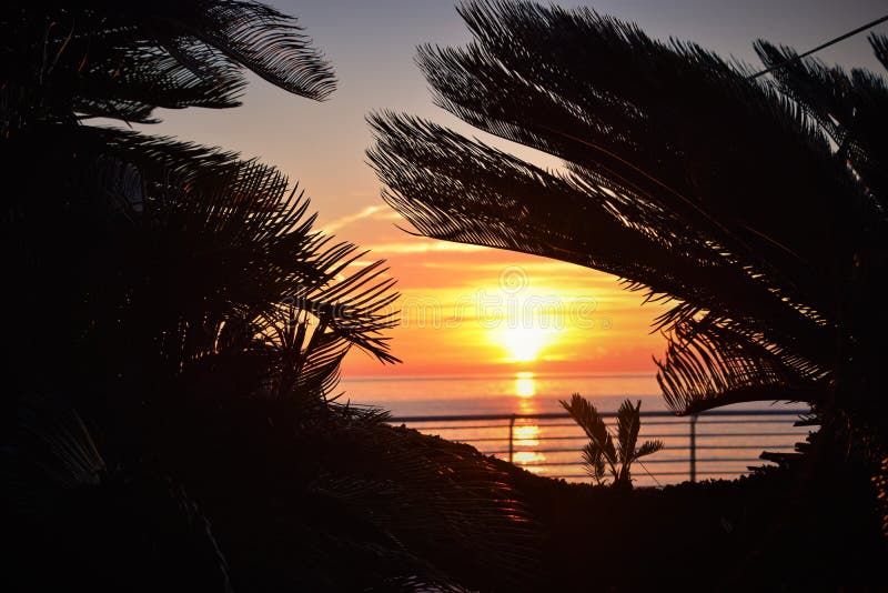 Sunset between the Palm Trees Stock Photo - Image of sunset, baia ...