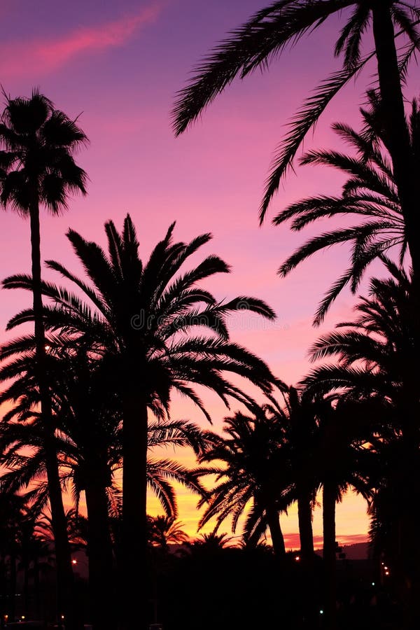 Sunset in Palma de Majorca stock photo. Image of palm - 11020042