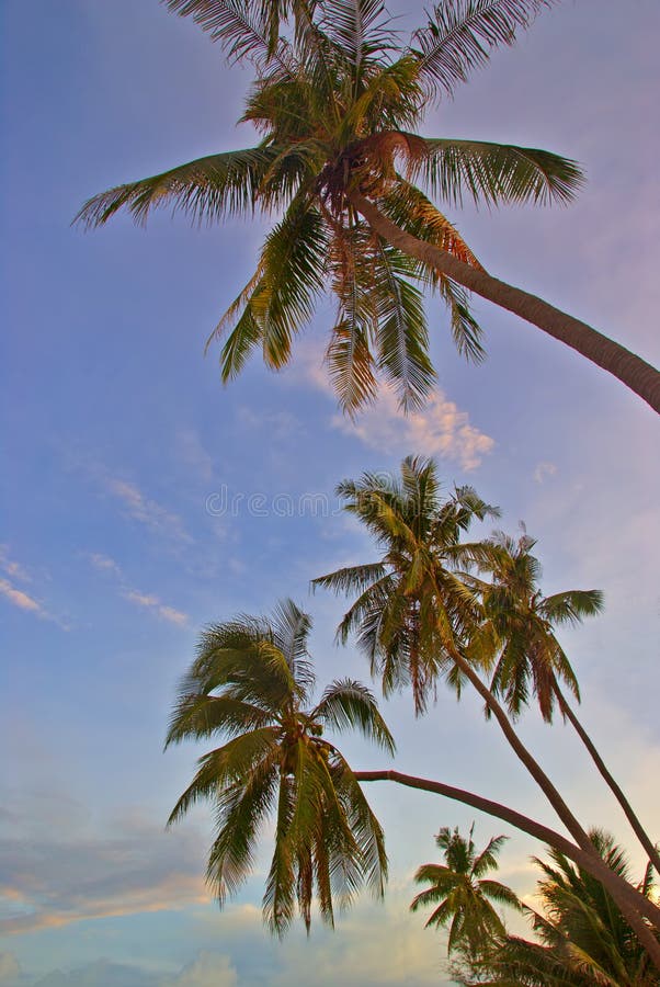 Sunset palms stock photo. Image of dusk, rays, summer - 3614962