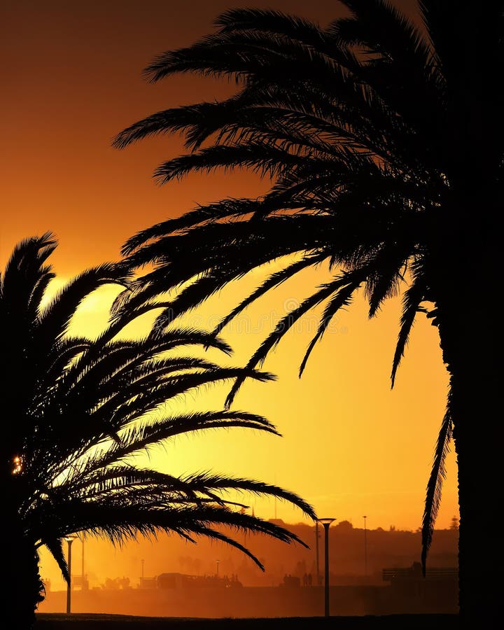 Sunset Palms stock image. Image of palm, yellow, morning - 267934171
