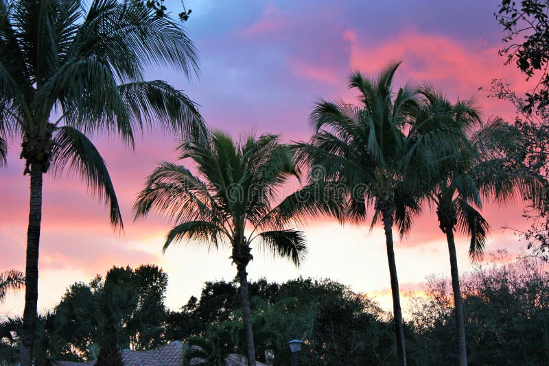 Sunset Palms stock photo. Image of sunset, clouds, large - 54314234