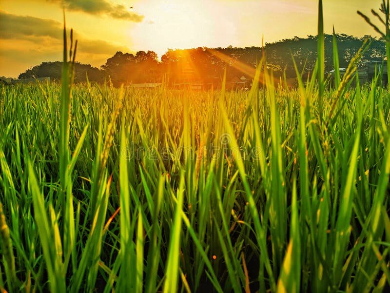 Sunset Panorama of Agrarian Rice Fields Landscape in the Village of ...