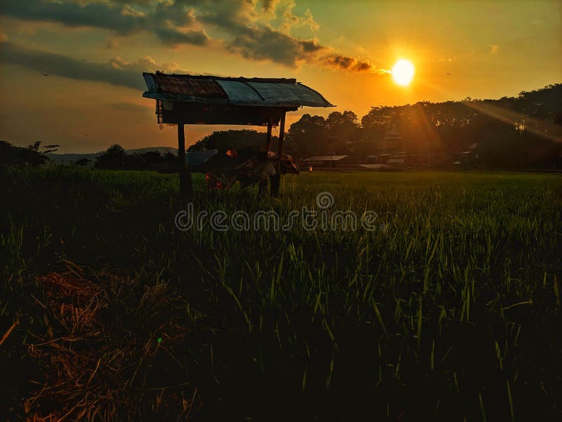 Sunset Panorama of Agrarian Rice Fields Landscape in the Village of ...