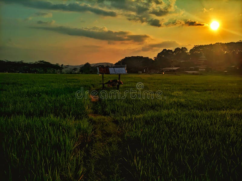 Sunset Panorama of Agrarian Rice Fields Landscape in the Village of ...