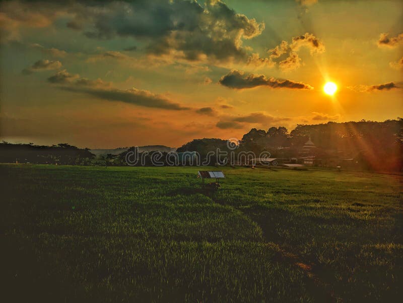 Sunset Panorama of Agrarian Rice Fields Landscape in the Village of ...