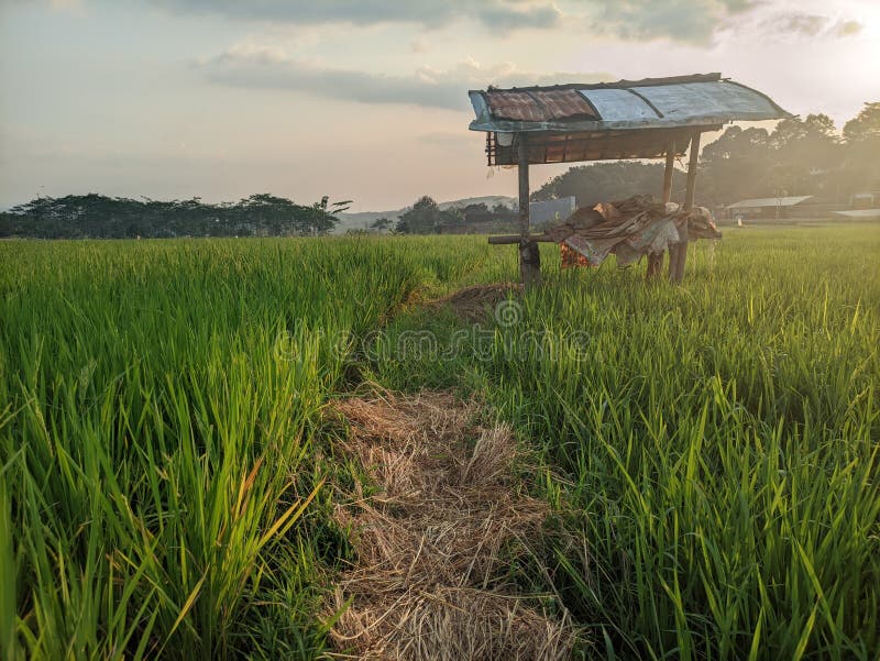 Sunset Panorama of Agrarian Rice Fields Landscape in the Village of ...