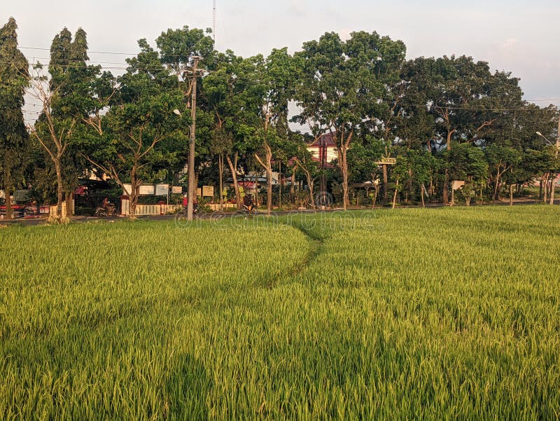 Sunset Panorama of Agrarian Rice Fields Landscape in the Village of ...