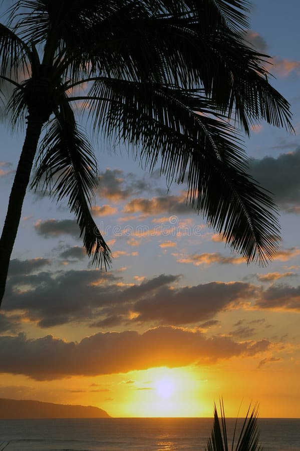 Sunset in Paradise stock photo. Image of tree, tourist - 2073536