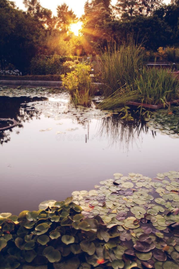 Sunset in park stock image. Image of relax, colorful - 26167407