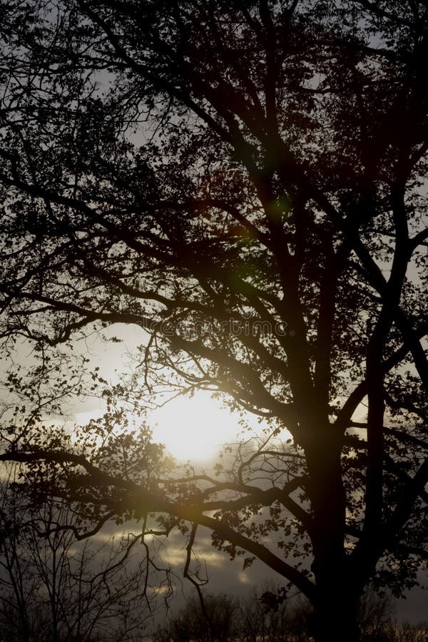 Sunset in park stock photo. Image of light, sunset, tree - 57706556