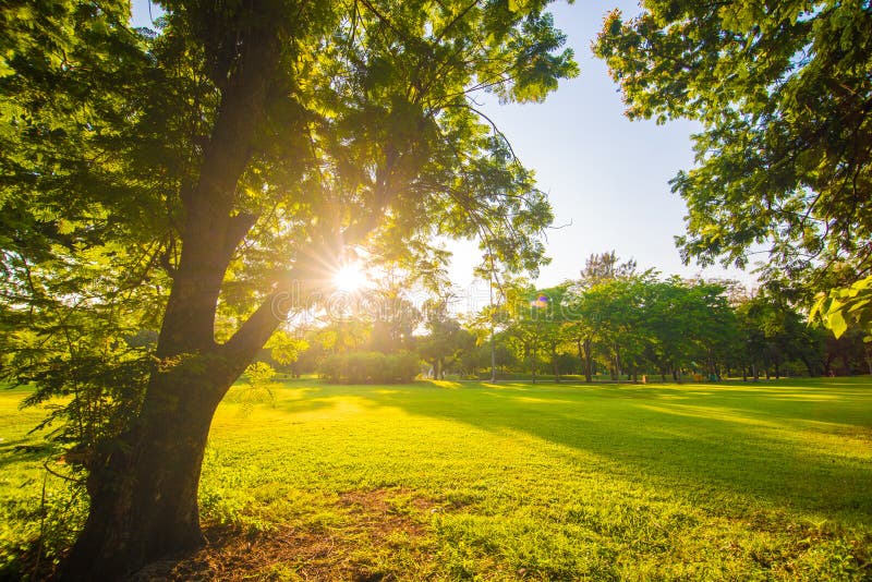 Sunset Park Green Lawn with Tree Stock Photo - Image of agriculture ...