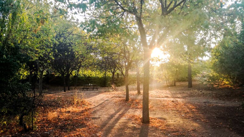 Sunset Park stock photo. Image of sunset, natural, whith - 128110762