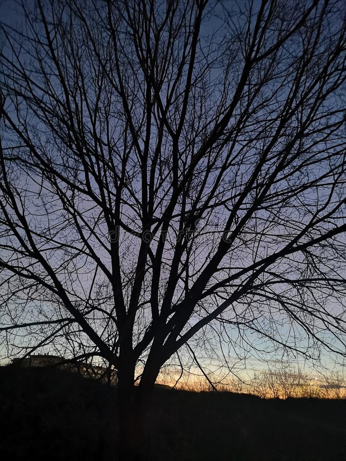 Sunset in the Park with Tree Stock Image - Image of city, black: 210087549