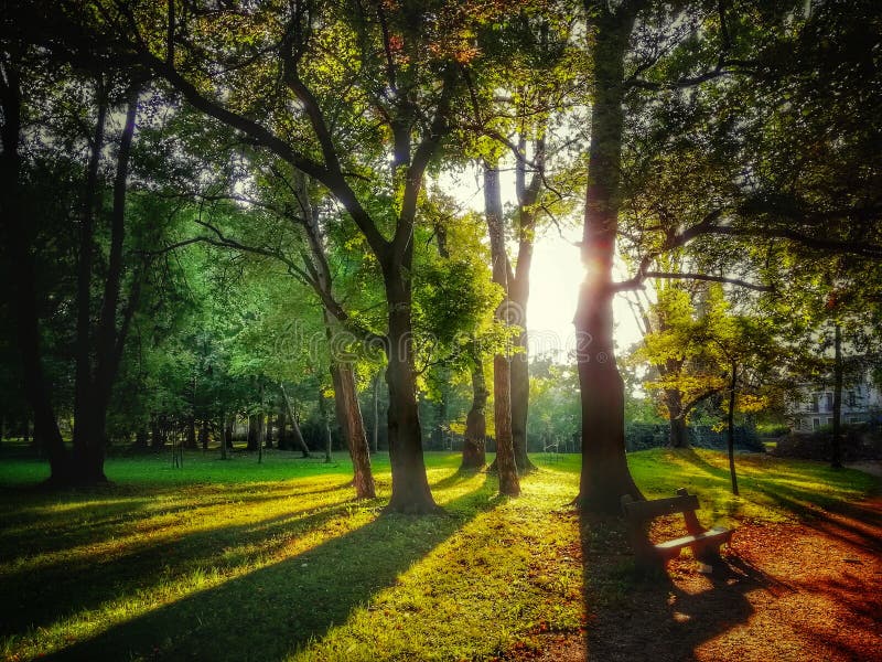 Sunset in the park stock photo. Image of park, trees - 126852292