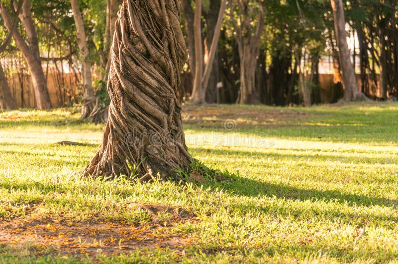 Sunset in Park with Trees and Green Grass Stock Photo - Image of purity ...